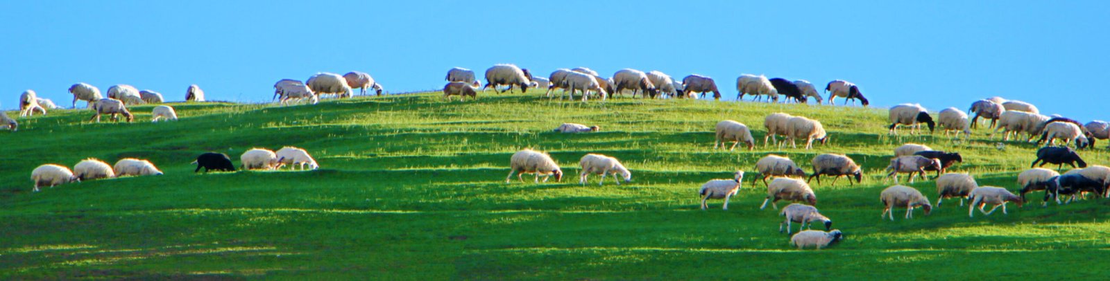 Co-Laborers - SheepFeast